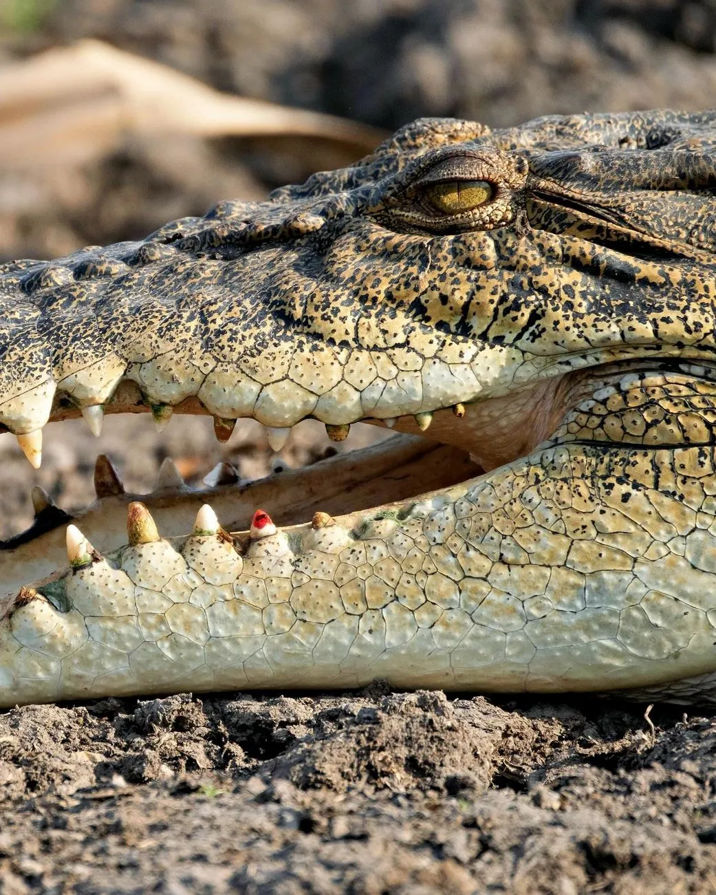 Are There Saltwater Crocodiles in Kakadu National Park?