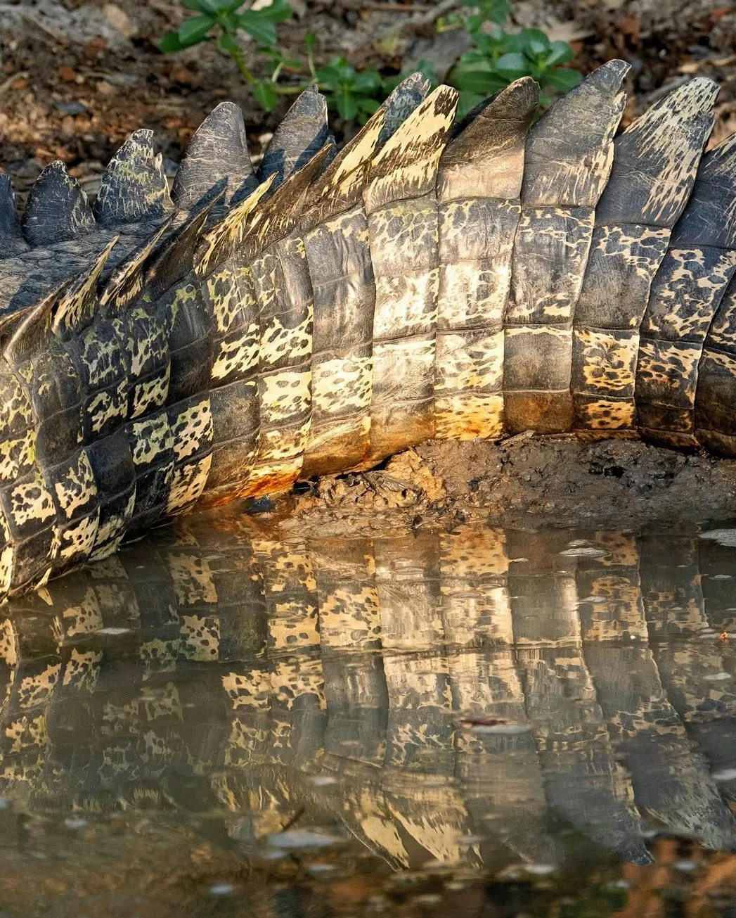 Are There Saltwater Crocodiles in Kakadu National Park?